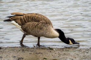 7 Geese in Texas (With Pictures) - Avibirds.com