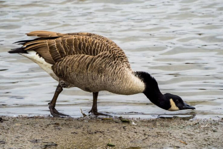 7 Geese in Texas (With Pictures) - Avibirds.com