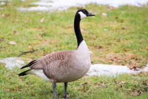 8 Geese in Florida (With Pictures)