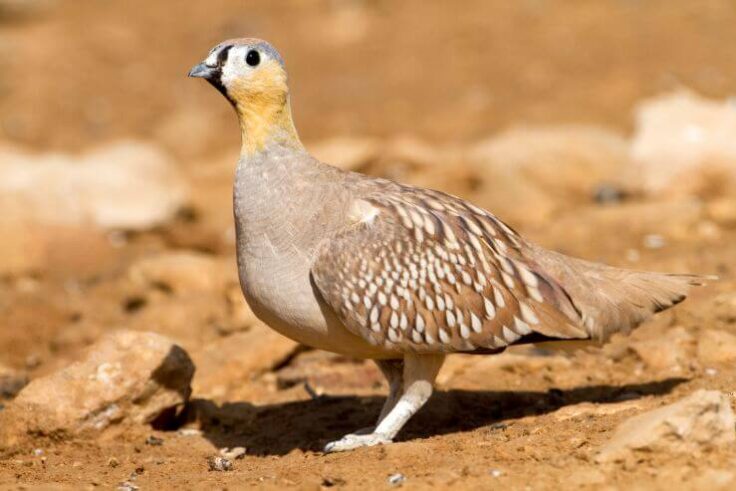 Birds of the Sahara (With Pictures)