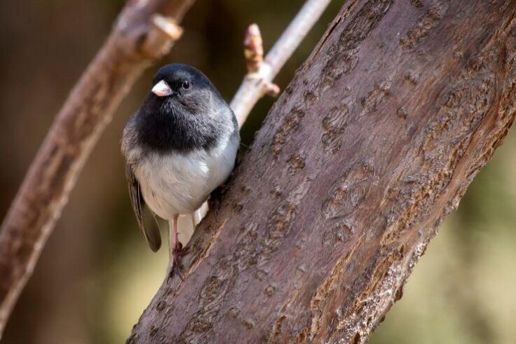 28 Sparrows in Texas (With Pictures)