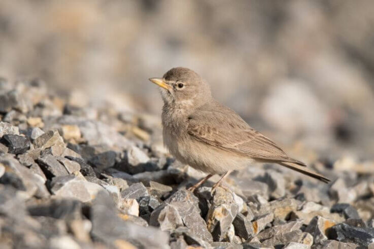 Birds of the Sahara (With Pictures)