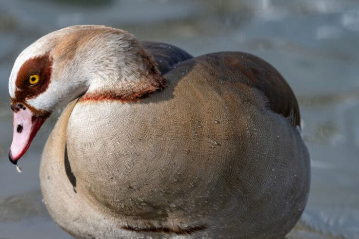 8 Geese in Florida (With Pictures)