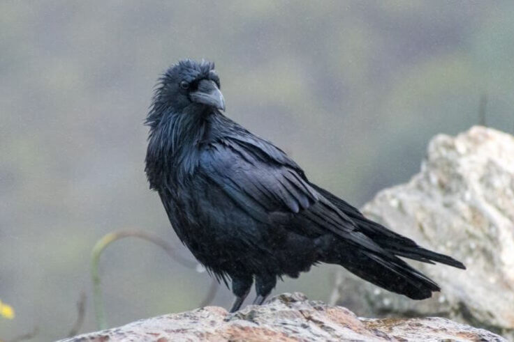 Crows in Florida (With Pictures)