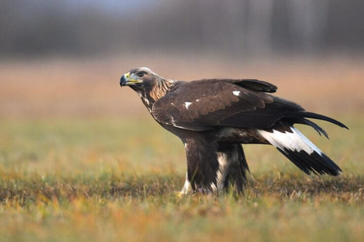 Eagles in Ohio (With Pictures) - Avibirds.com