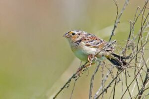 19 Sparrows in Michigan (With Pictures)