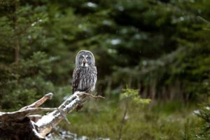 9 Owls in Vermont (With Pictures)
