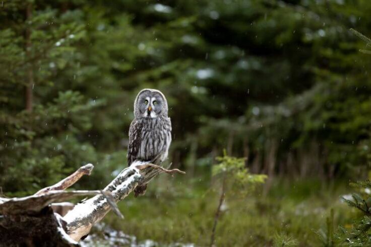 9 Owls in Vermont (With Pictures)