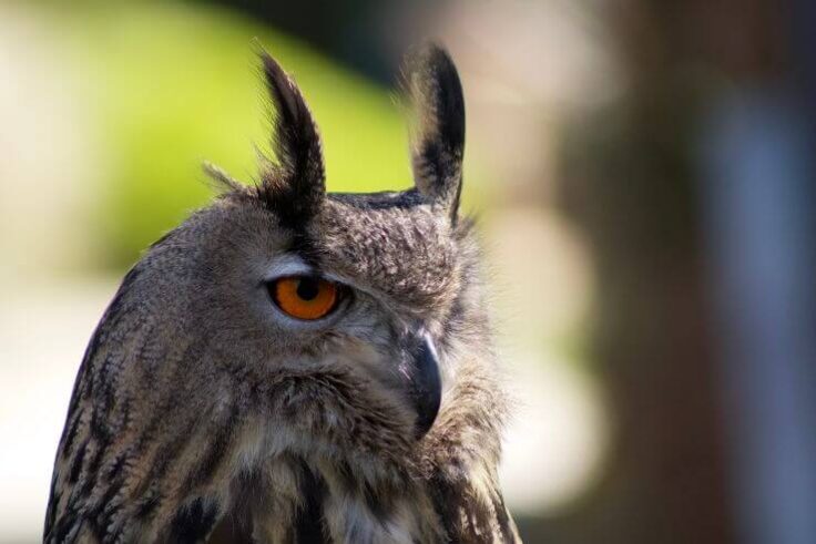 9 Owls in Vermont (With Pictures)