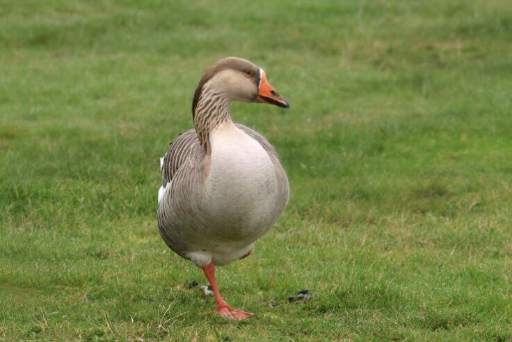 8 Geese in Florida (With Pictures)