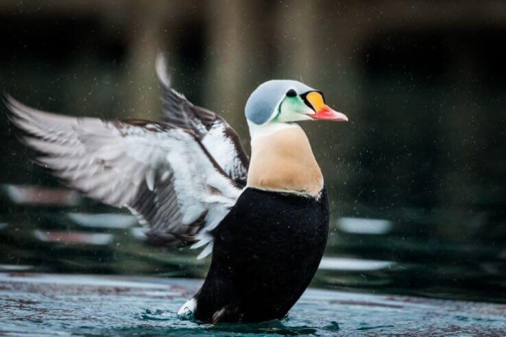 27 Ducks in Maine (With Pictures)