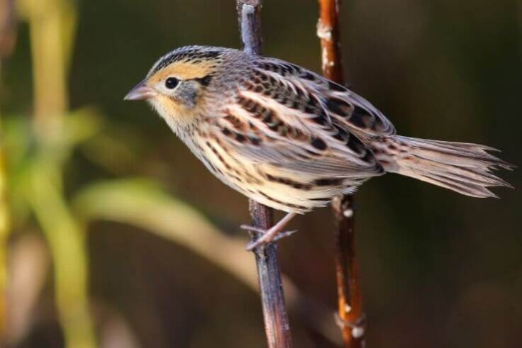 19 Sparrows in Michigan (With Pictures)