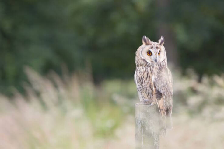 9 Owls in Vermont (With Pictures)