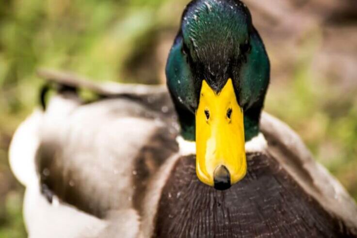 20 Ducks in Arizona (With Pictures) - Avibirds.com