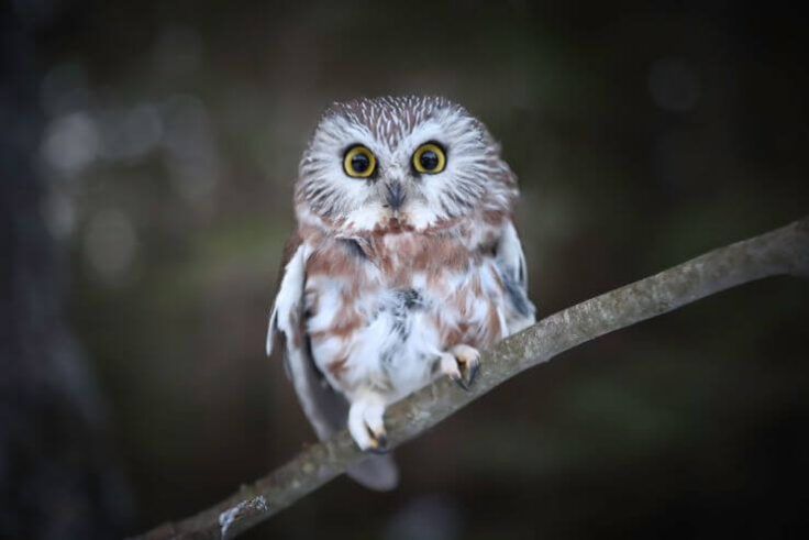 9 Owls in Vermont (With Pictures)