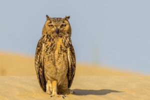 Birds of the Sahara (With Pictures)
