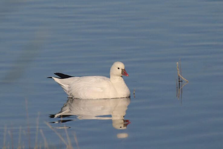 8 Geese in Florida (With Pictures)