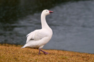 8 Geese in Florida (With Pictures)