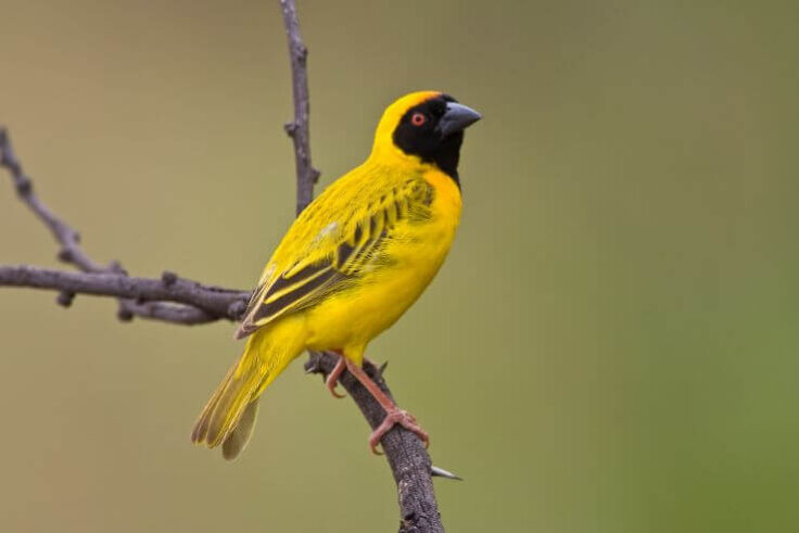 Weavers of South Africa (With Pictures) - Avibirds.com