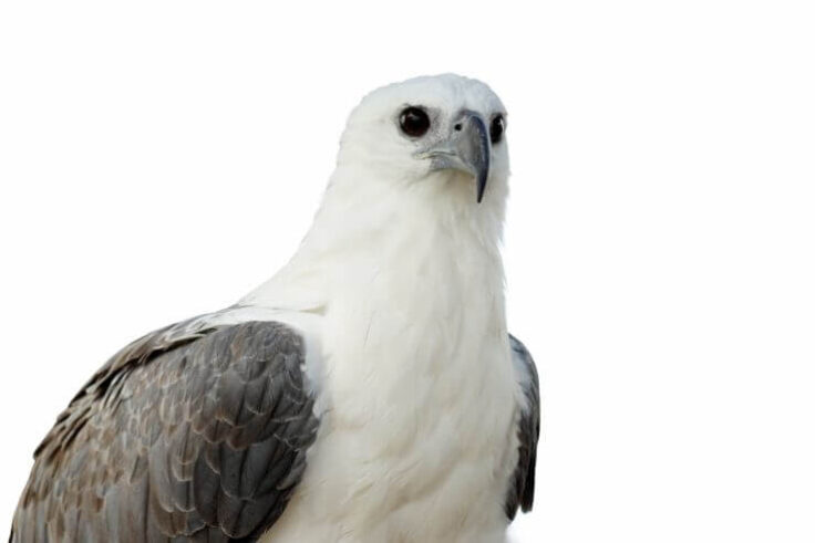 15 Amazing Birds with White Heads (With Pictures) - Avibirds.com
