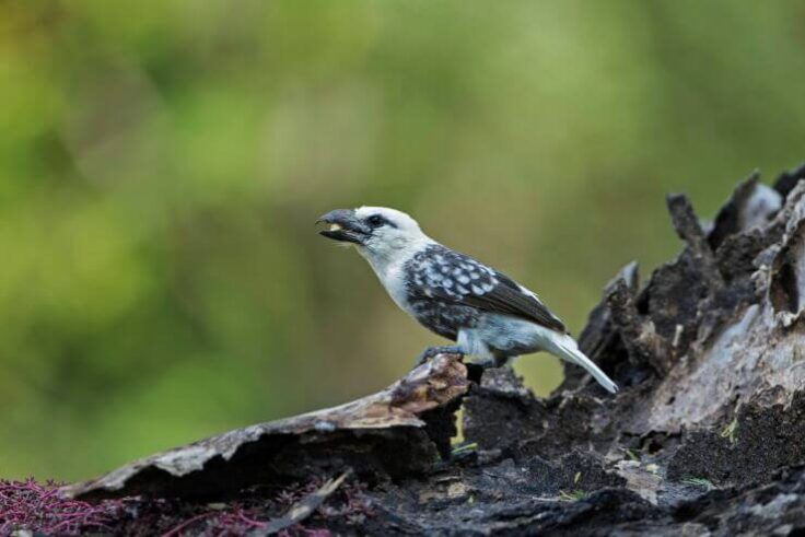 15 Amazing Birds with White Heads (With Pictures) - Avibirds.com
