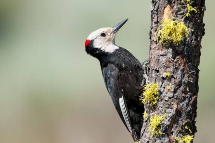 15 Amazing Birds with White Heads (With Pictures) - Avibirds.com