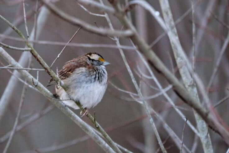 28 Sparrows in Texas (With Pictures)
