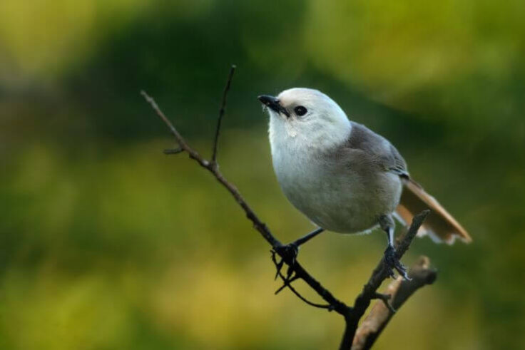 15 Amazing Birds with White Heads (With Pictures) - AviBirds