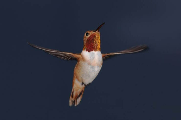 11 Hummingbirds in Georgia (With Pictures) - AviBirds