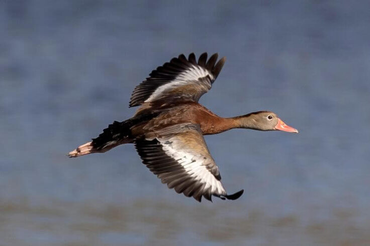 20 Ducks in Arizona (With Pictures) - Avibirds.com