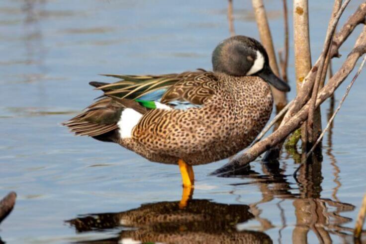20 Ducks in Arizona (With Pictures) - Avibirds.com