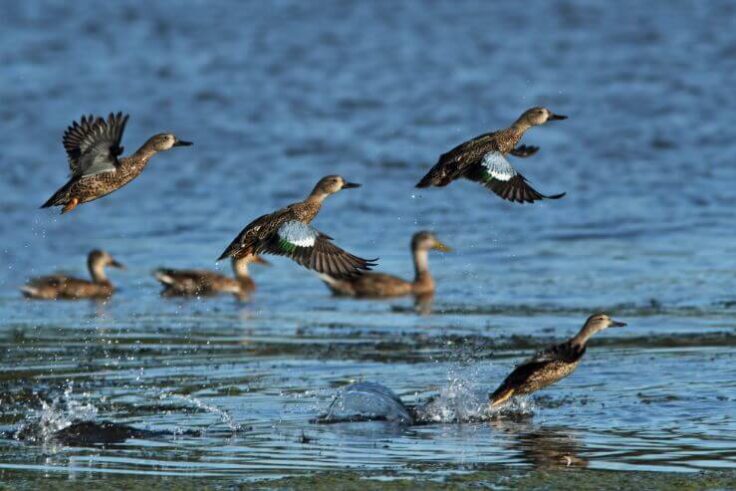 Winter Migratory Birds of Florida (With Pictures) - AviBirds