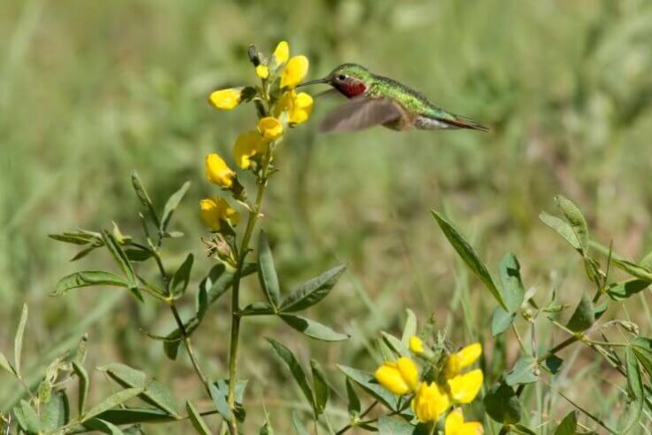 11 Hummingbirds in Georgia (With Pictures) - Avibirds.com