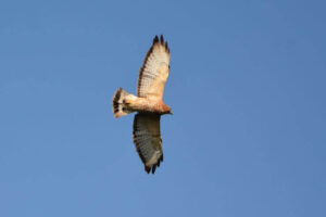 9 Hawks in Missouri (With Pictures) - AviBirds