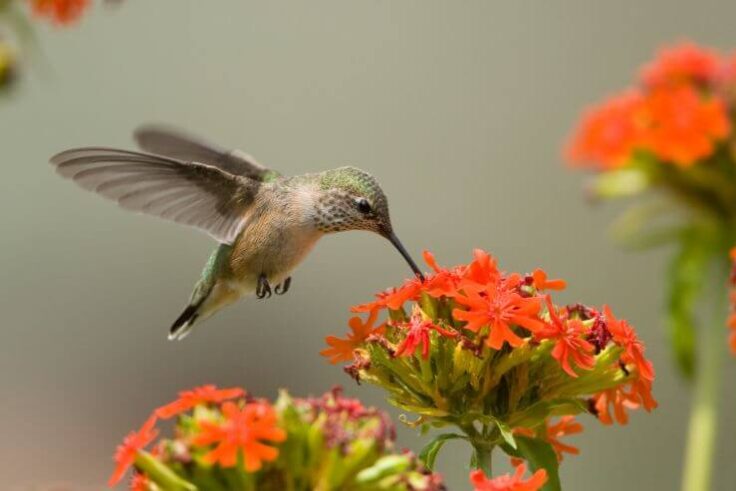 Hummingbirds in Ohio (With Pictures) - Avibirds.com