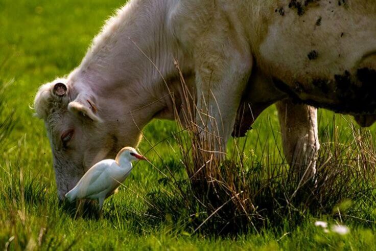 Avian Alliances: Exploring the Fascinating World of Bird Symbiosis