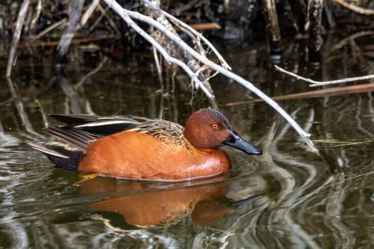 20 Ducks in Arizona (With Pictures) - Avibirds.com