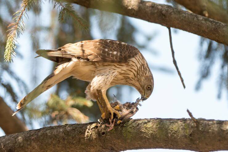 Hawks in Arkansas (With Pictures) - Avibirds.com