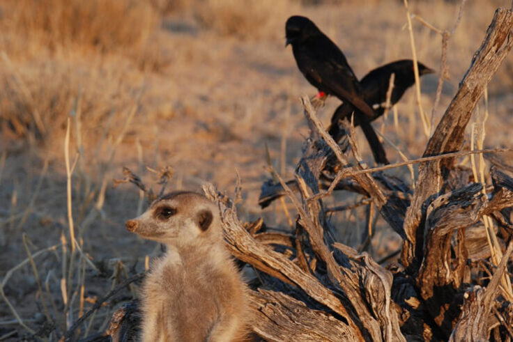 Avian Alliances: Exploring the Fascinating World of Bird Symbiosis