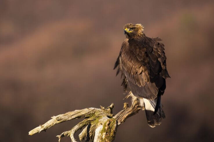 Eagles in Massachusetts (With Pictures) - Avibirds.com