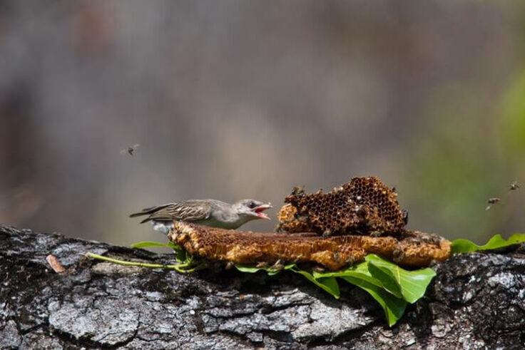 Avian Alliances: Exploring the Fascinating World of Bird Symbiosis