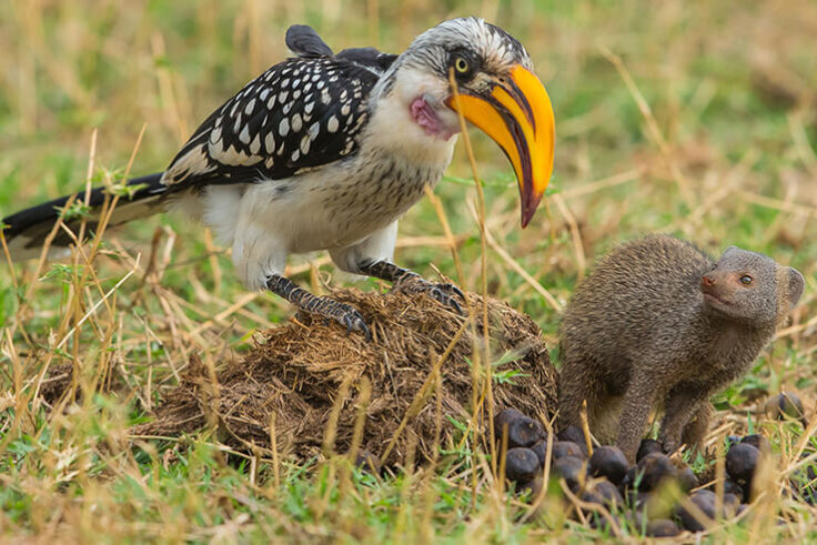 Avian Alliances: Exploring the Fascinating World of Bird Symbiosis