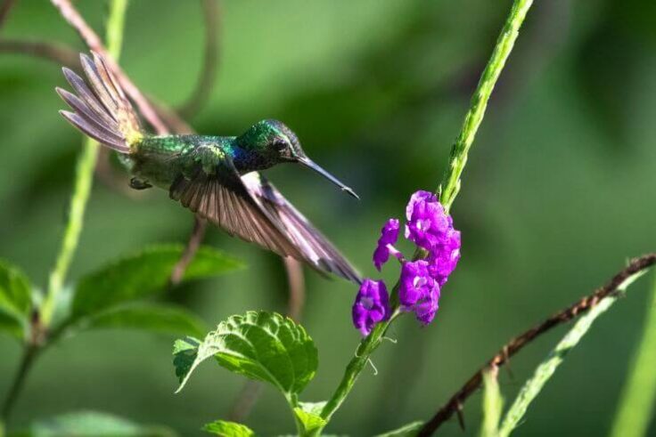 11 Hummingbirds in Georgia (With Pictures) - AviBirds