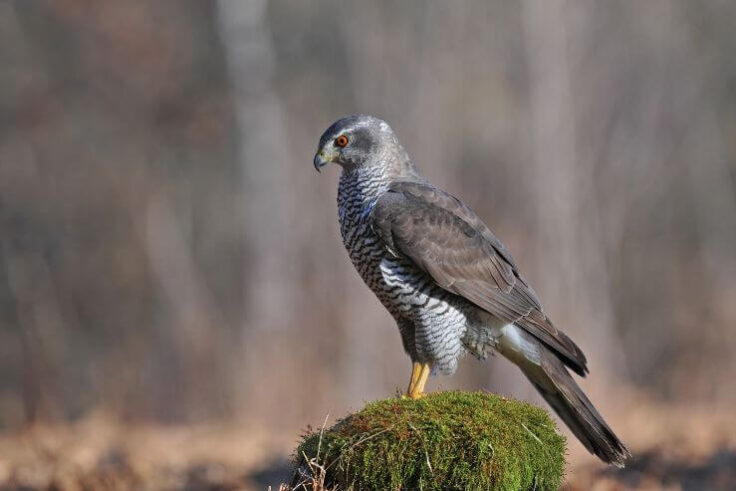 9 Hawks in Missouri (With Pictures) - AviBirds