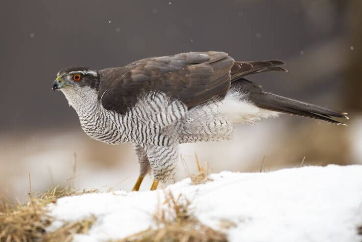 Hawks in Arkansas (With Pictures) - Avibirds.com