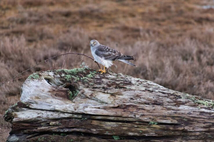 9 Hawks in Missouri (With Pictures) - AviBirds