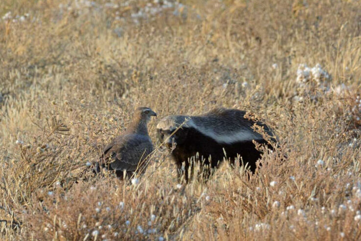 Avian Alliances: Exploring the Fascinating World of Bird Symbiosis