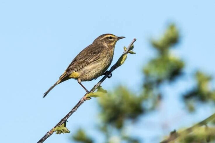 Winter Migratory Birds of Florida (With Pictures) - Avibirds.com