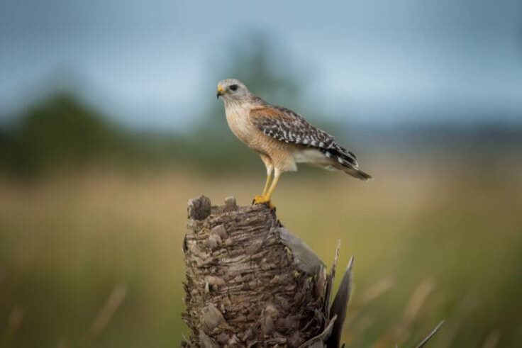 Hawks in Arkansas (With Pictures) - AviBirds