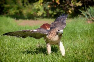 9 Hawks in Missouri (With Pictures) - AviBirds